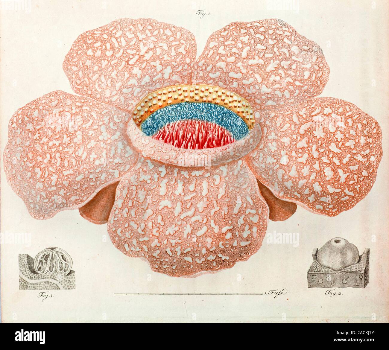 Rafflesia arnoldi. Hand tinted copperplate engraving from Bilderbuch ...