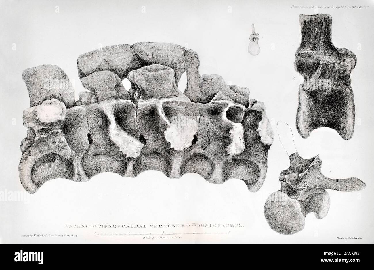 1824 Plate of a portion of Megalosaurus' spine drawn by Mary Moreland ...