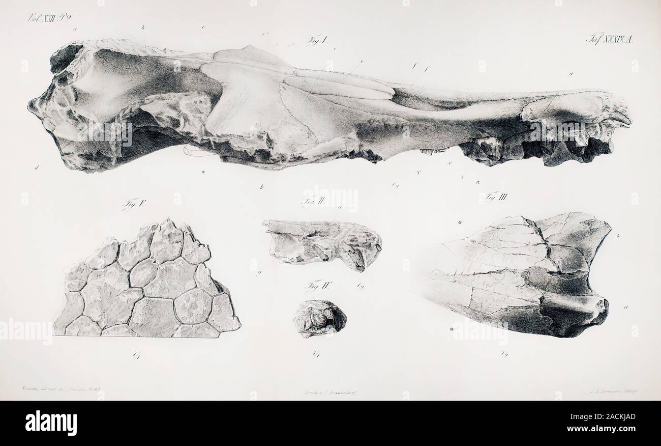 1848 copper engraving from C.G. Carus's paper Das Kopfskelet des ...