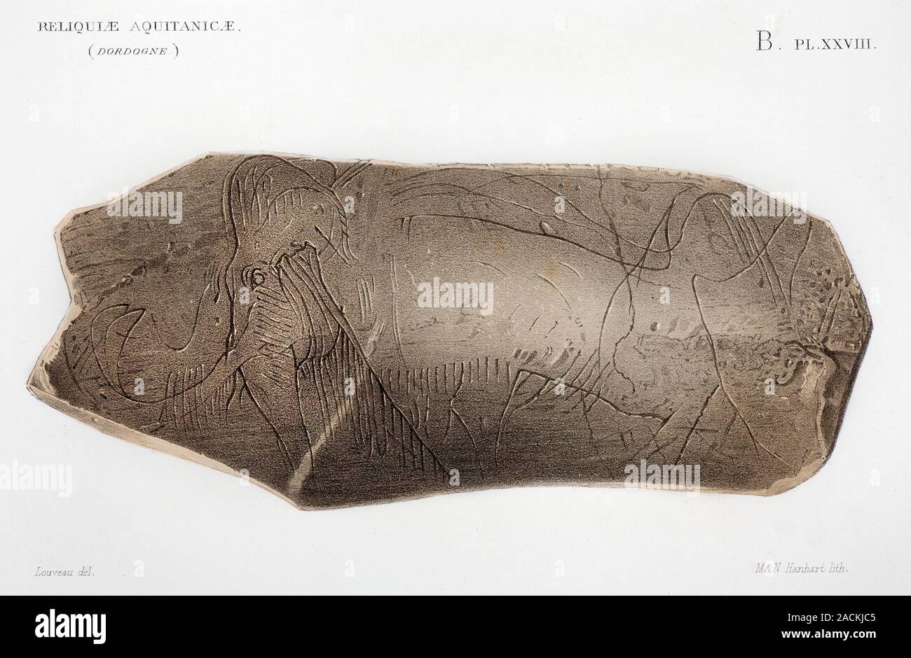 Chromolithograph of a mammoth carved on mammoth ivory from the French ...