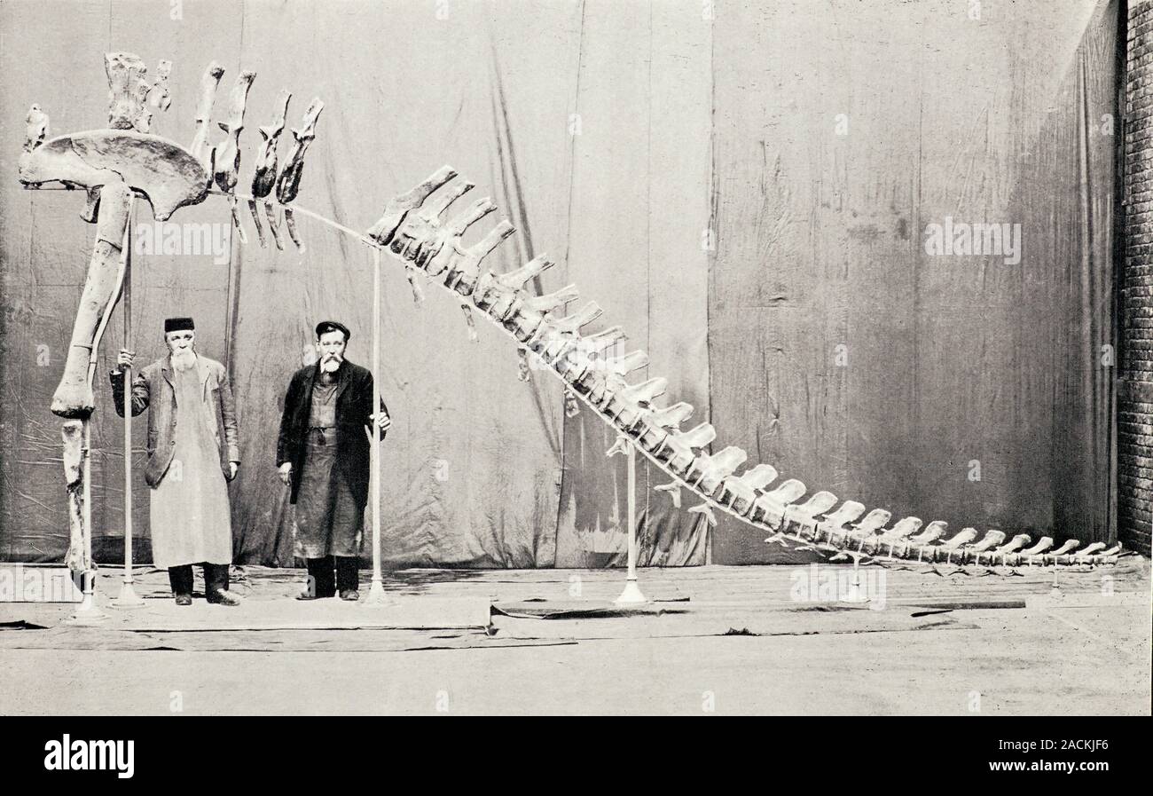 Hind limb and pelvis of the saurian Cetiosaurus leedsi with its ...