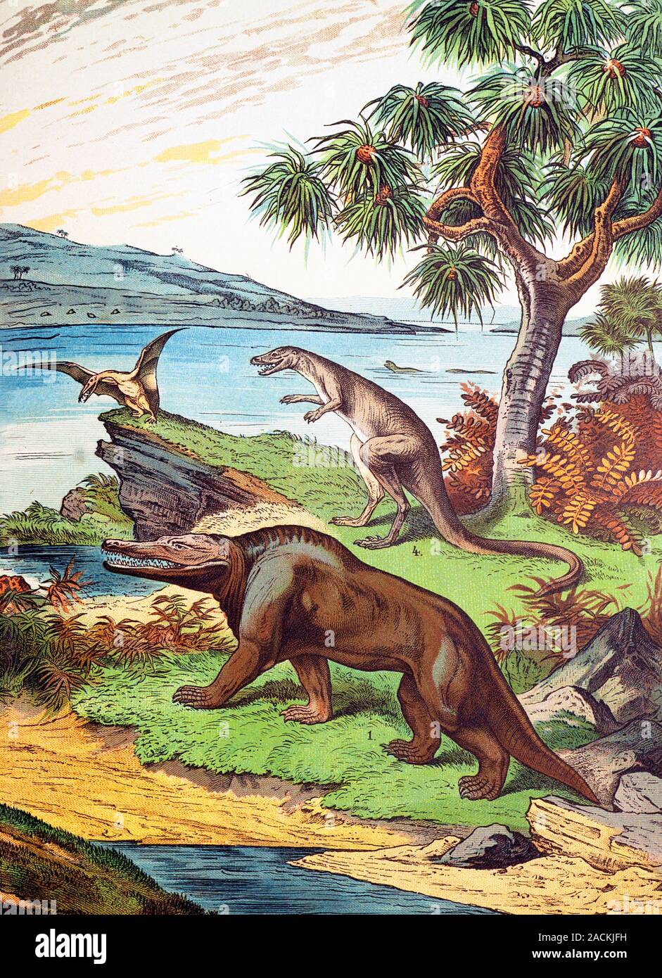 Predatory Megalosaurus (foreground) and Laelaps (background, now ...