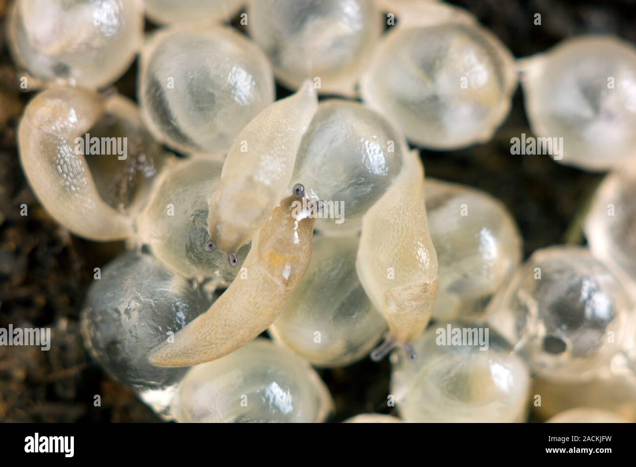 Eggs of the garden slug, Arion hortensis, photographed five weeks after ...