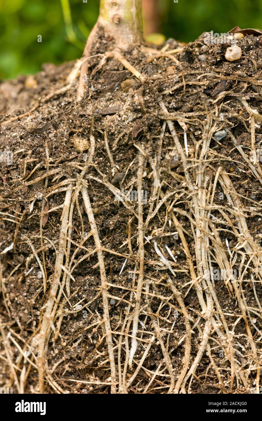 Roots of a plant of annual sunflower, Helianthus annuus. Annual plants ...