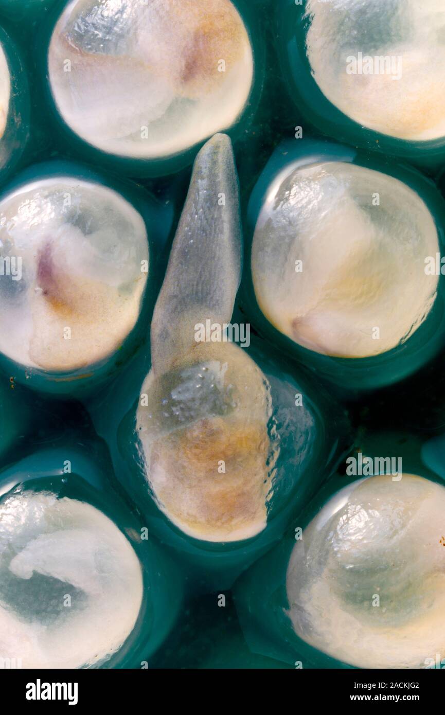 Eggs of the garden slug, Arion hortensis, photographed five weeks after ...