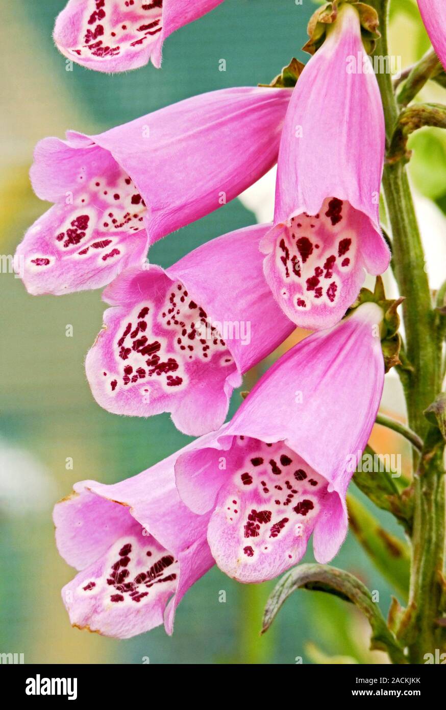 Foxglove (Digitalis purpurea 'Foxy') flowering in Summer Stock Photo ...