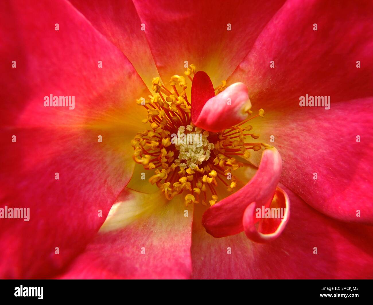 Rose (Rosa sp.) stamen and petals. Photographed in Summer Stock Photo ...