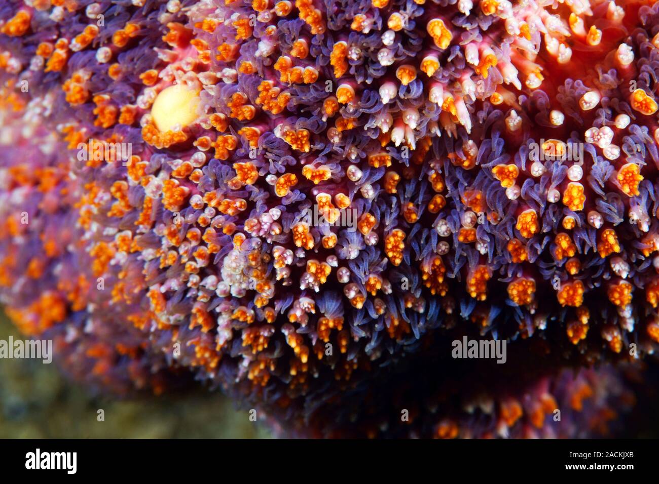 Starfish, Aphelasterias japonica, close up view. Photographed in the ...