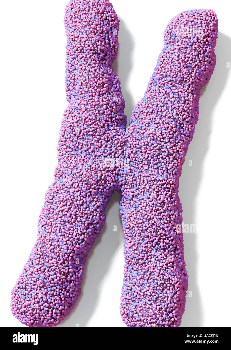 Chromosomes. Computer artwork of human chromosome. Chromosomes are ...