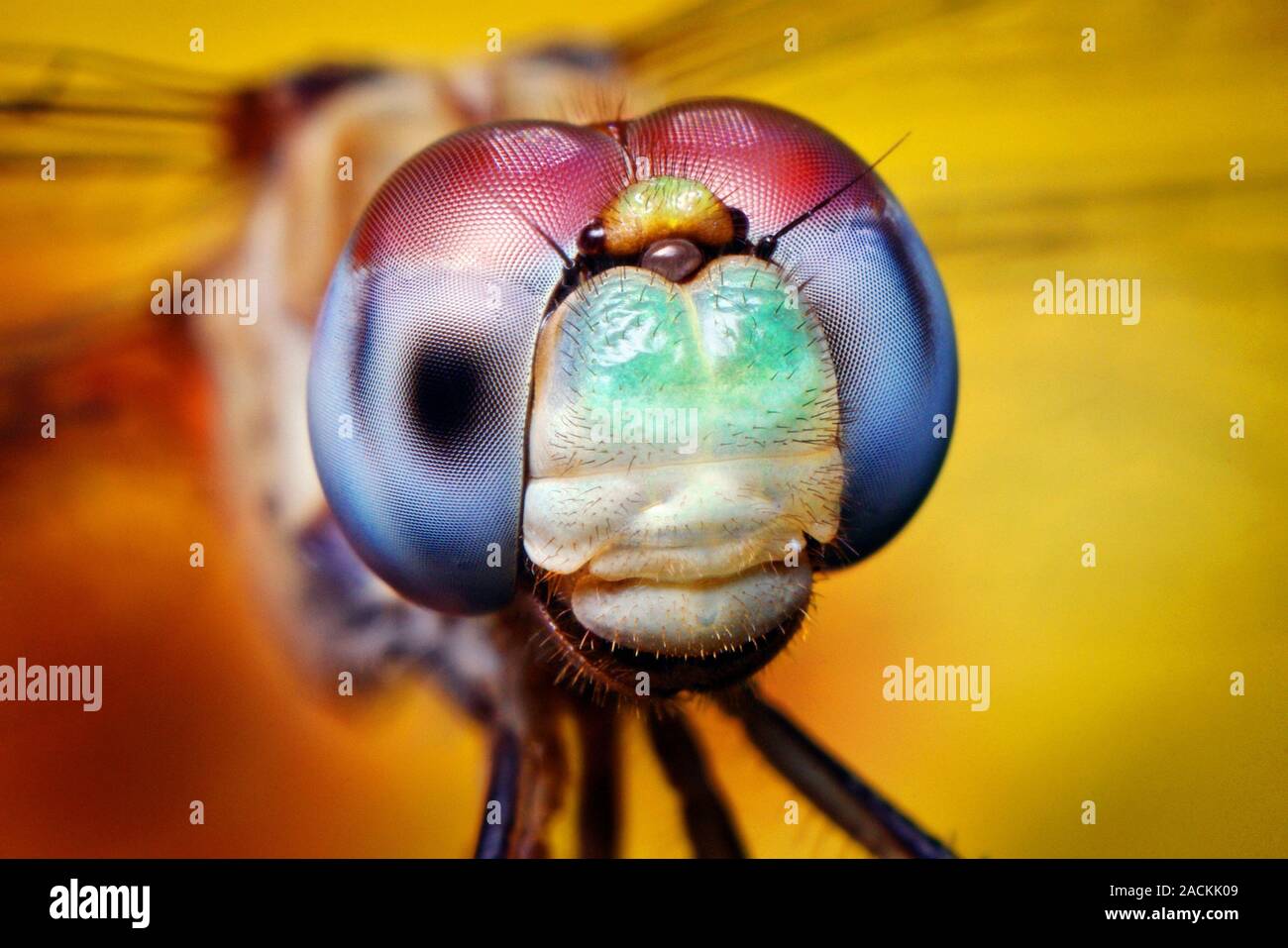 Blue-faced meadowhawk dragonfly head, macro photograph. Photographed in ...
