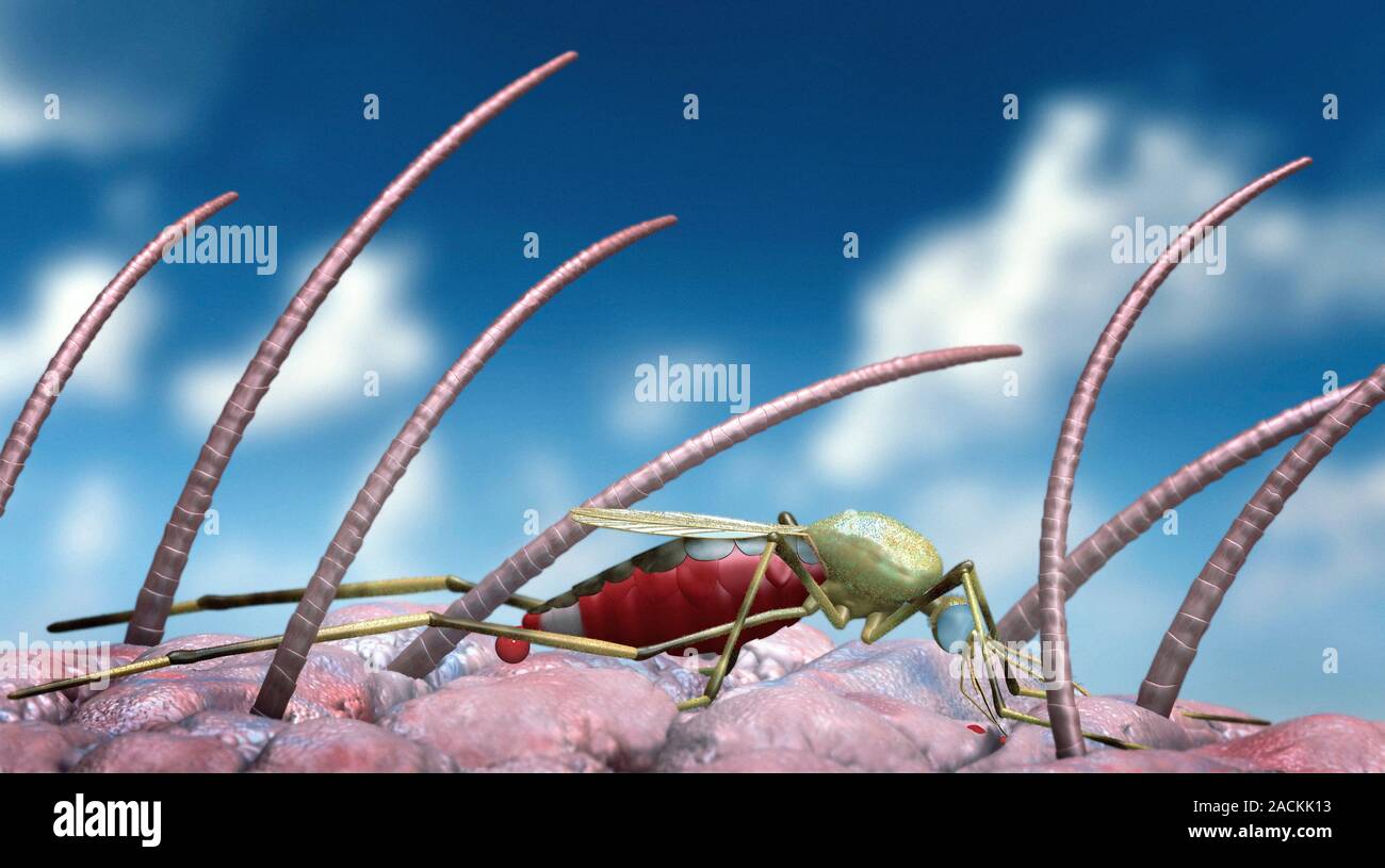 Mosquito sucking blood. Computer artwork of a mosquito with its ...