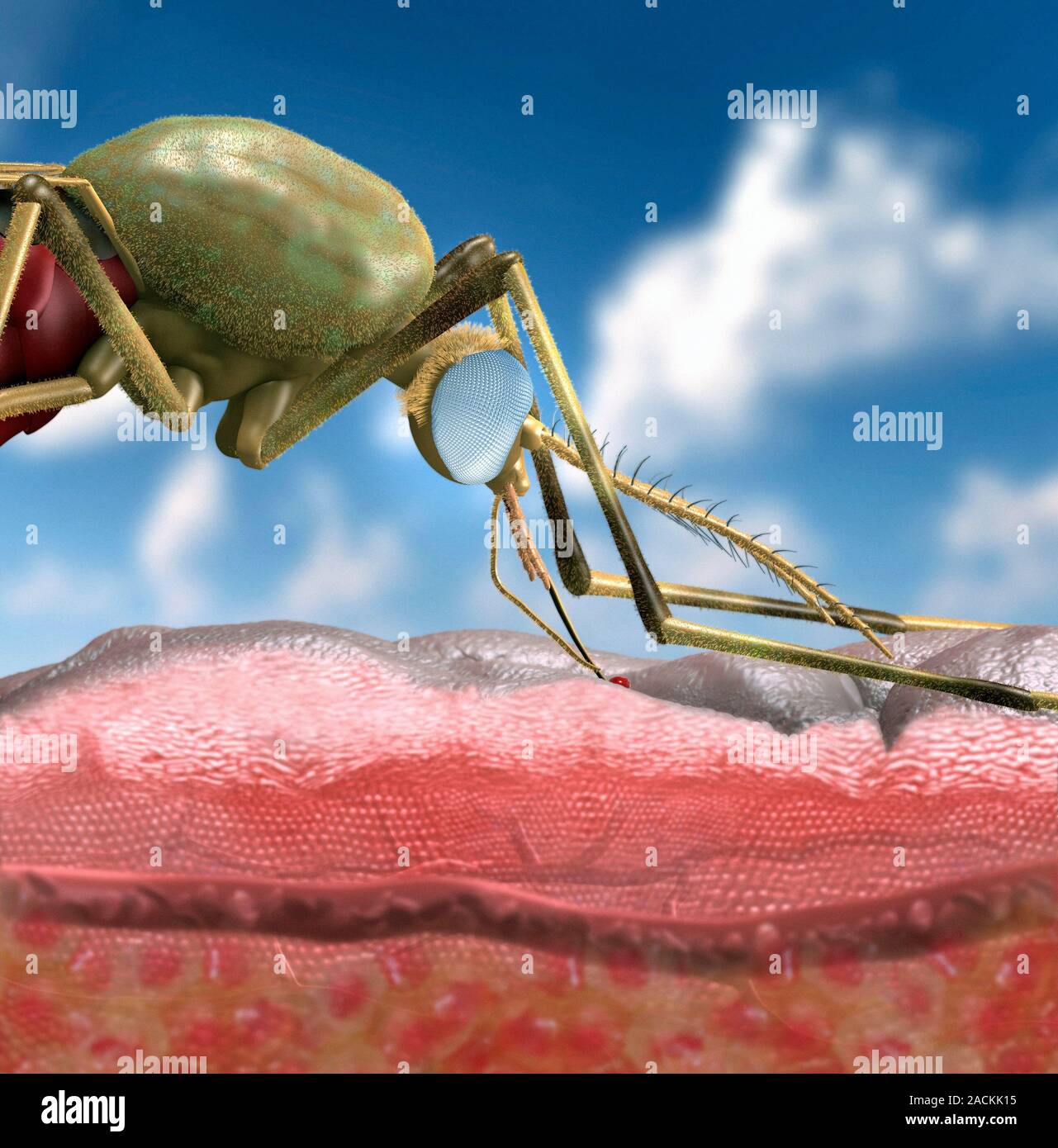 Mosquito sucking blood. Computer artwork of a mosquito with its ...