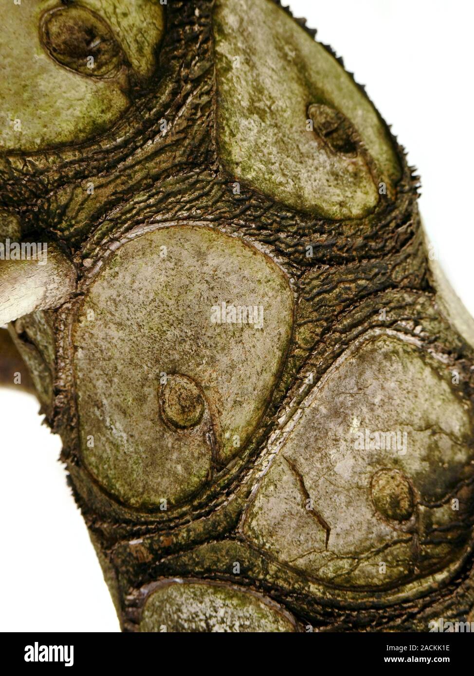 Trunk of a Monstera Plant (Monstera adansonii), also know as a Swiss ...