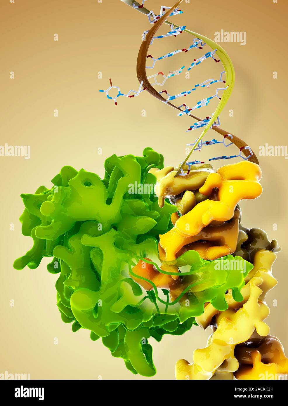 Dna Binding Protein Complex Computer Model Showing A Uhrf1 Ubiquitin Like Containing Phd And