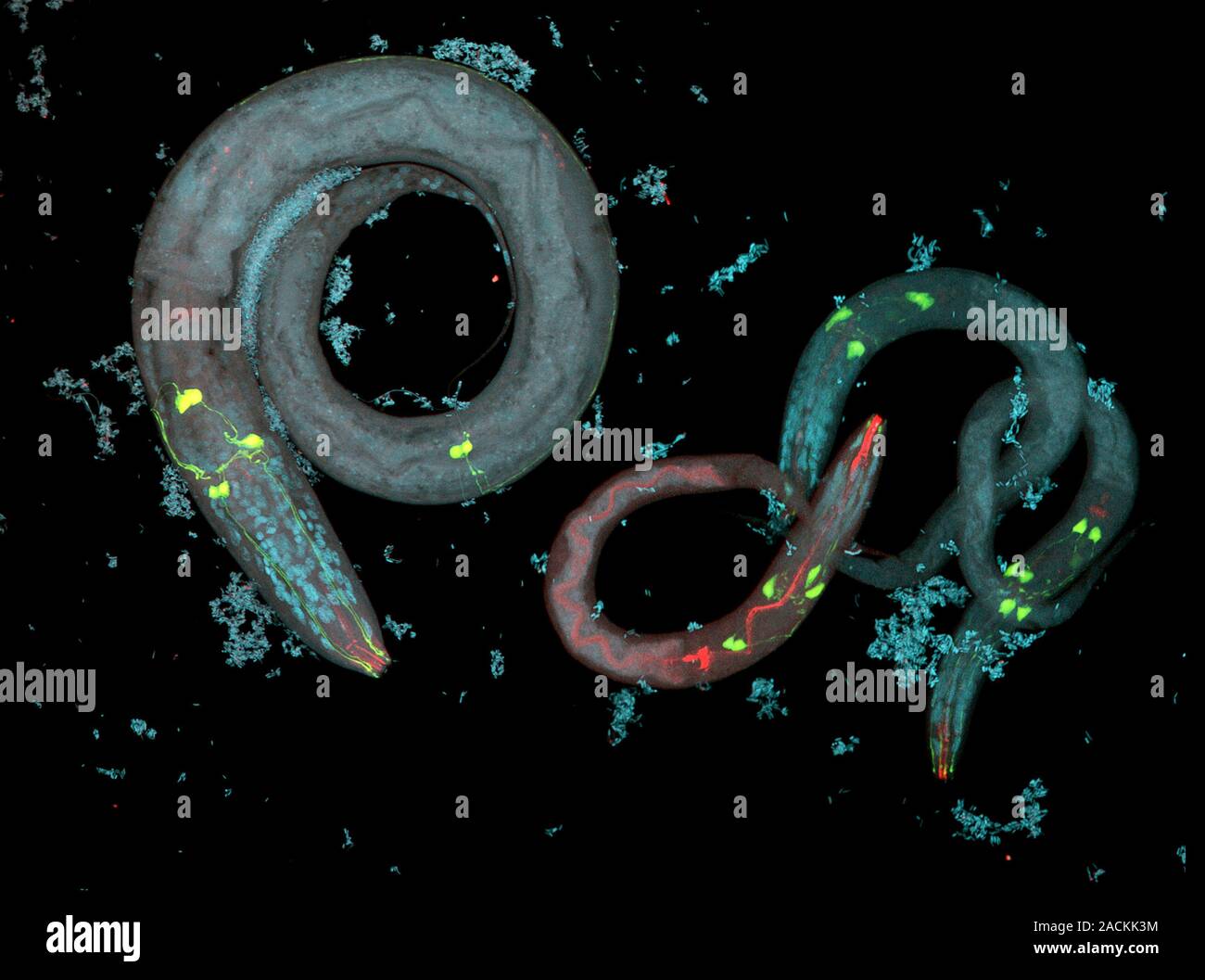 Caenorhabditis elegans and bacteria. Confocal light micrograph of ...