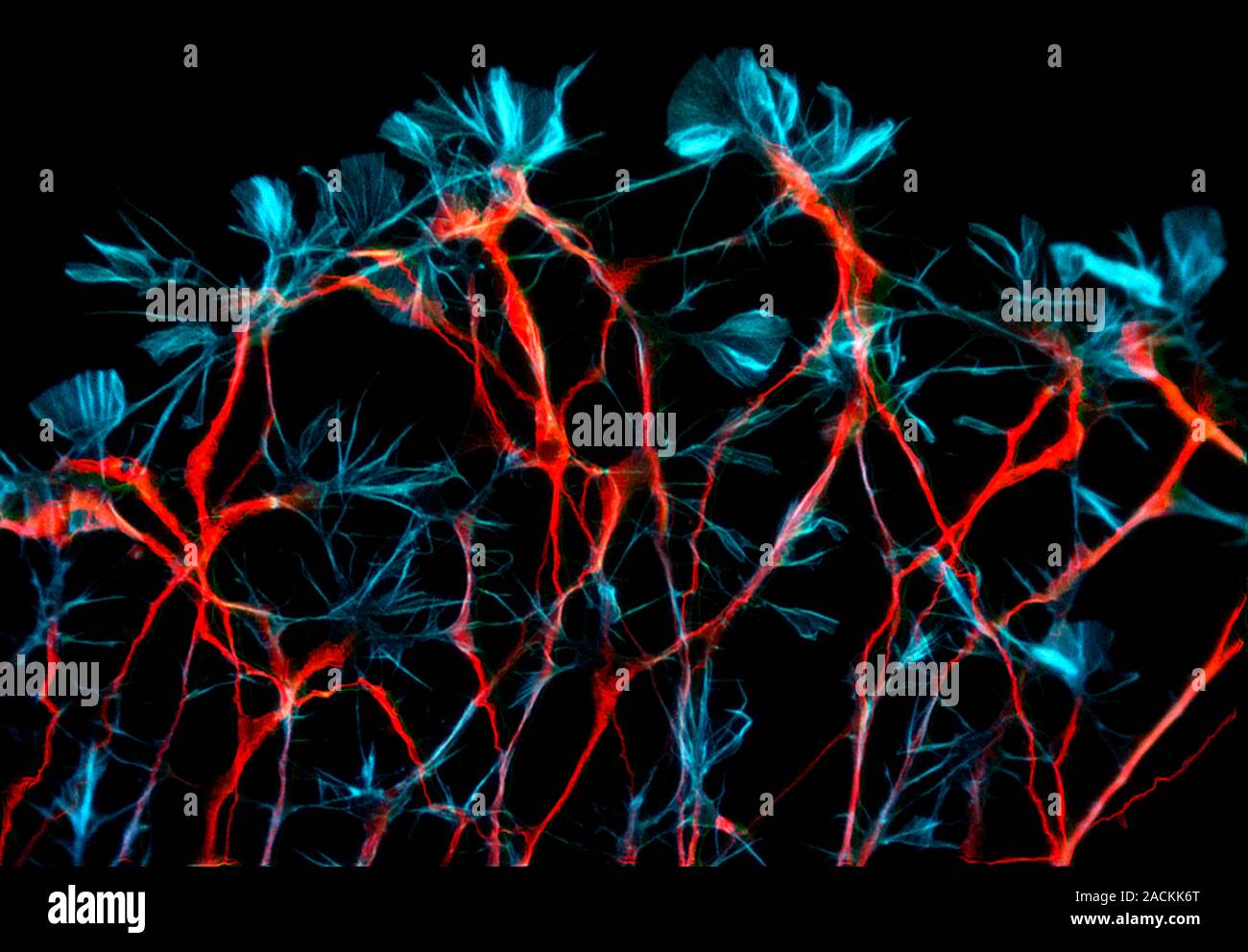 Rat neurons, fluorescence micrograph. Rat dorsal root ganglion neurons ...