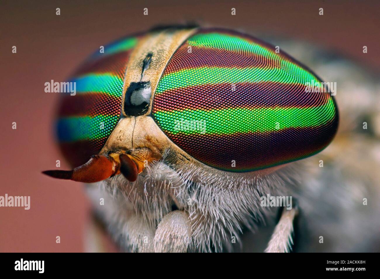 Striped horsefly. Macro photograph of a female striped horsefly ...