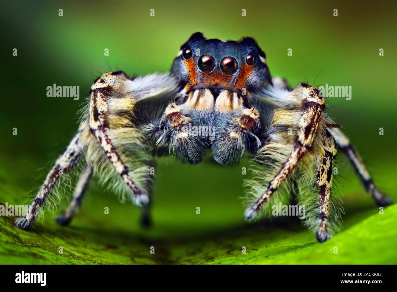 Jumping spider. Macro photograph of a male jumping spider (Phidippus ...