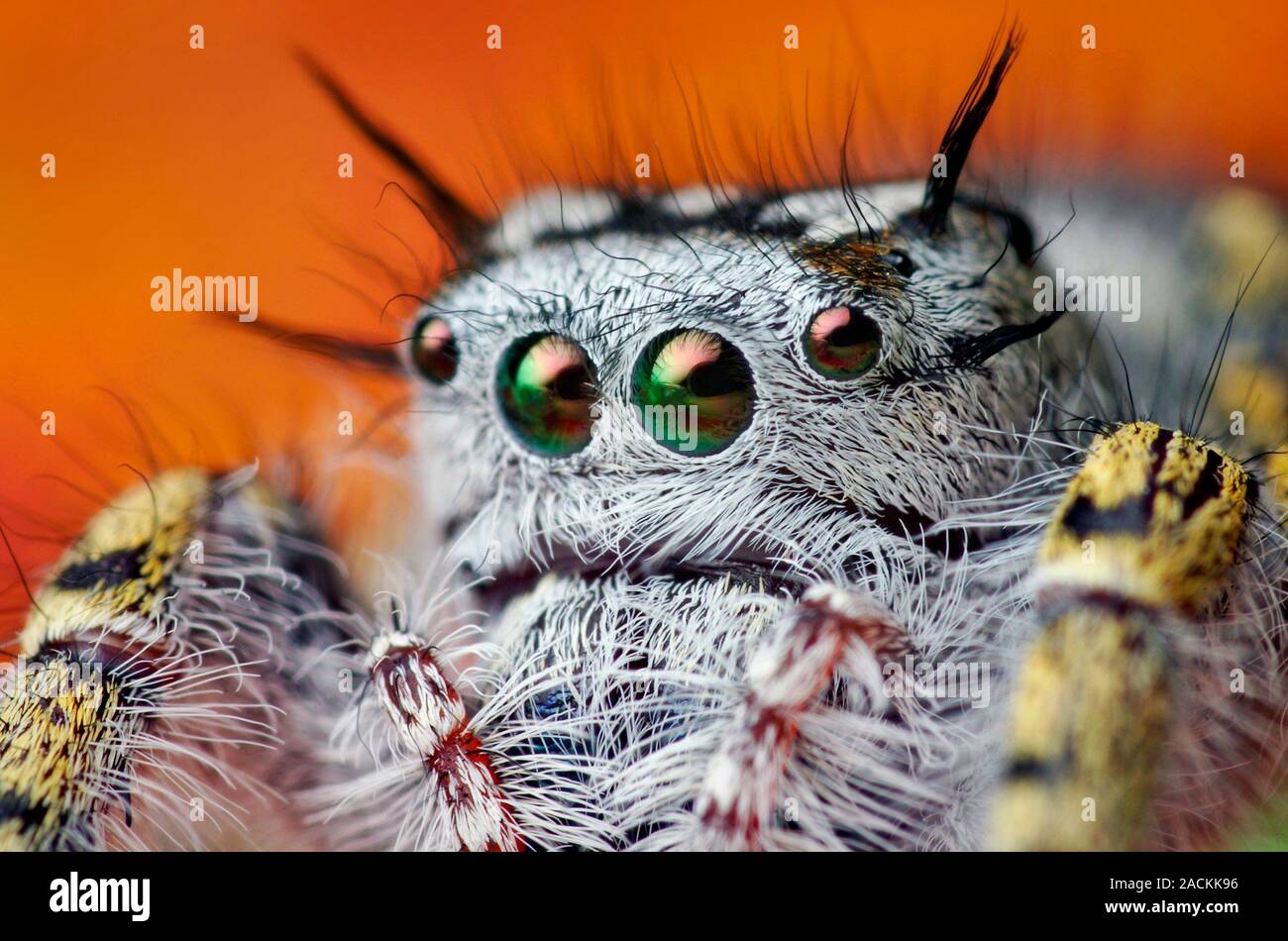 Jumping spider. Macro photograph of a female jumping spider (Phidippus ...