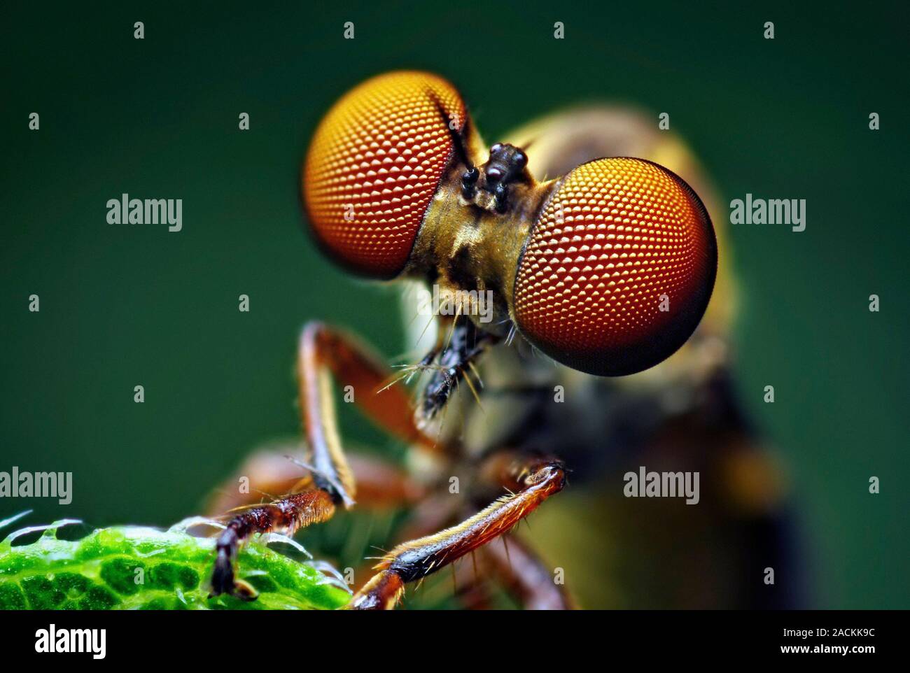 Robber fly. Macro photograph of a robber fly (Holcocephala fusca ...