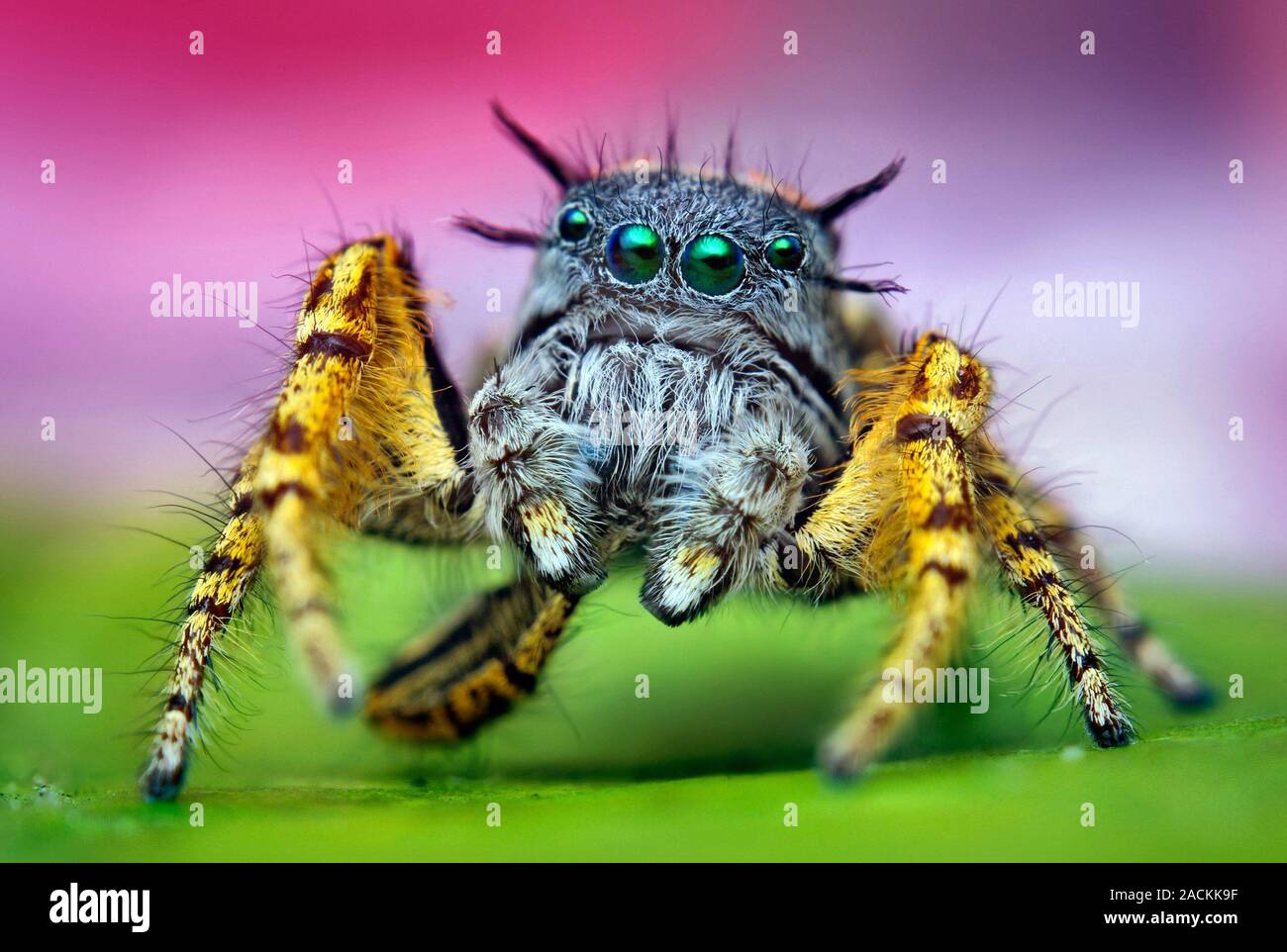 Jumping spider. Macro photograph of a male jumping spider (Phidippus ...