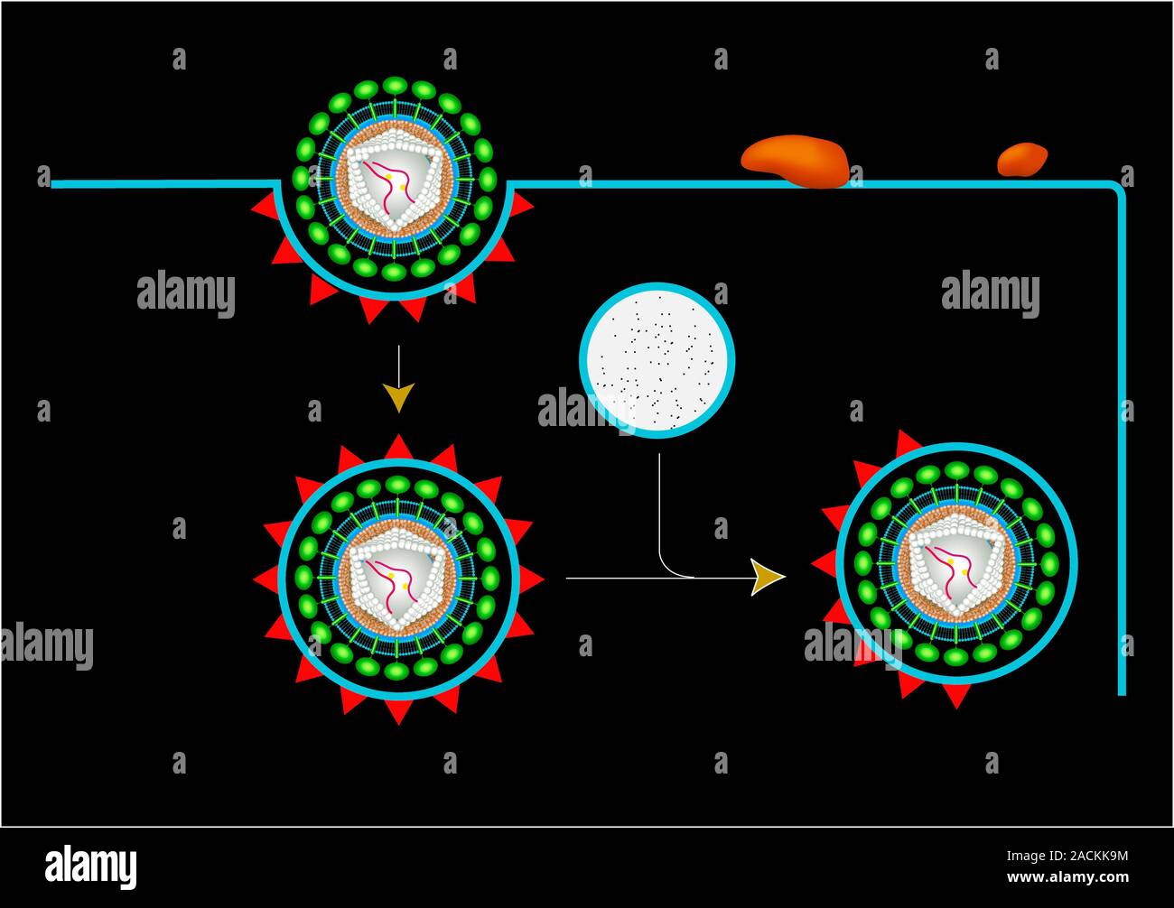 Retrovirus entering a cell. Computer artwork of the first stage of ...