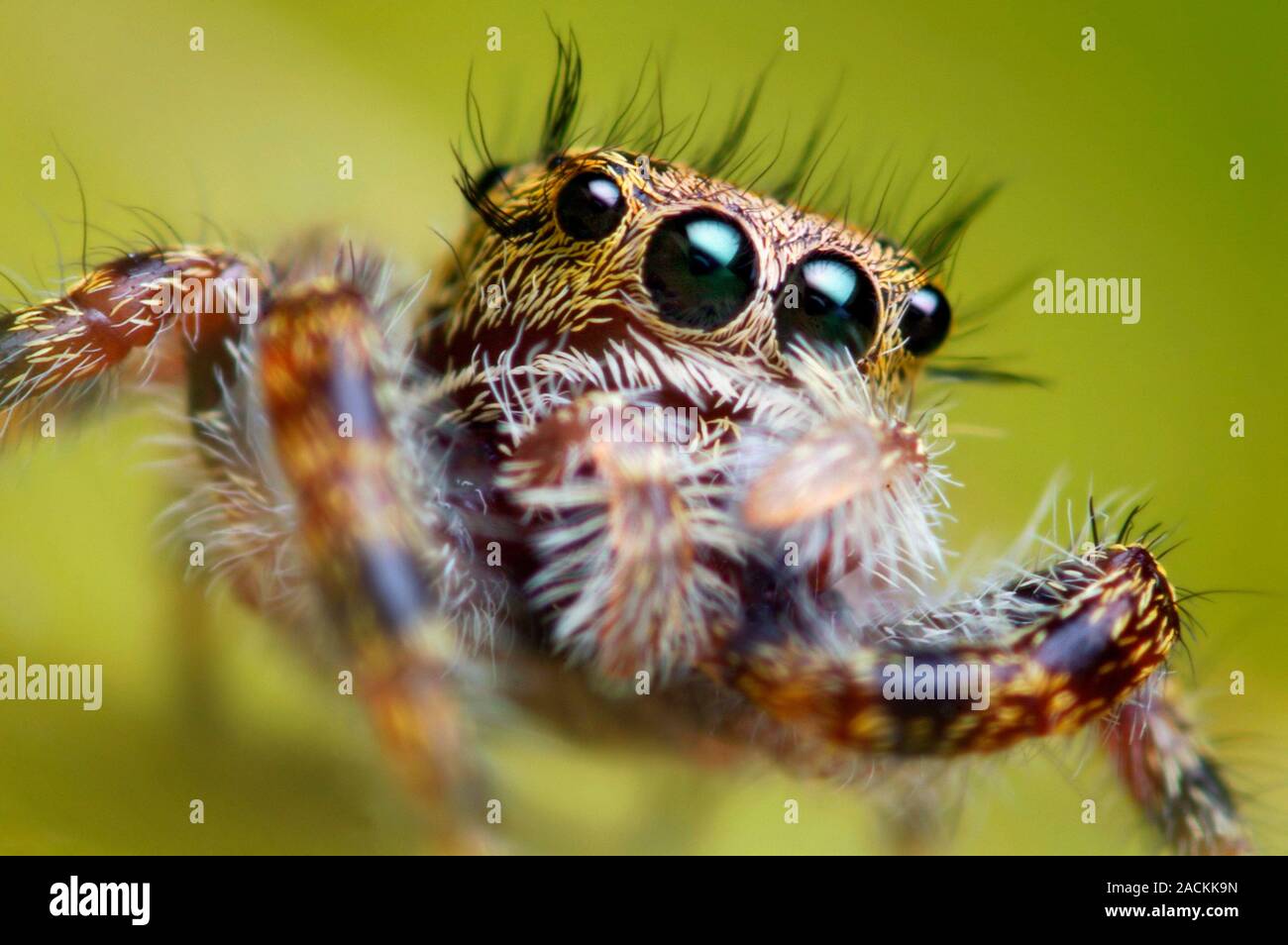 Jumping spider. Macro photograph of a young Phidippus sp. jumping ...