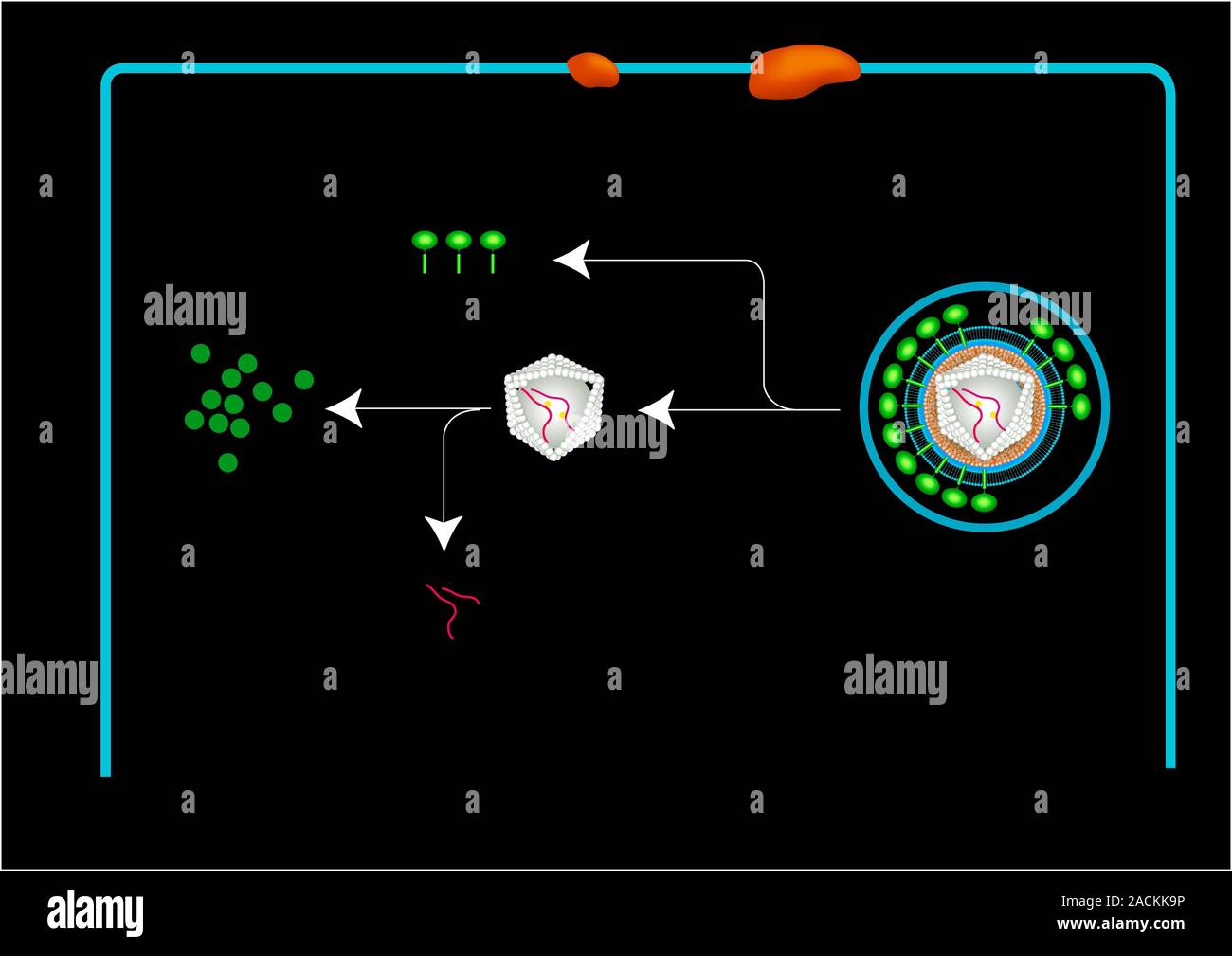Retrovirus replication. Computer artwork a retrovirus disassembling ...