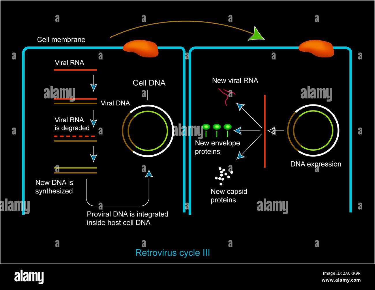 Retrovirus Genome Replication Computer Artwork Showing The Replication And Expression Of