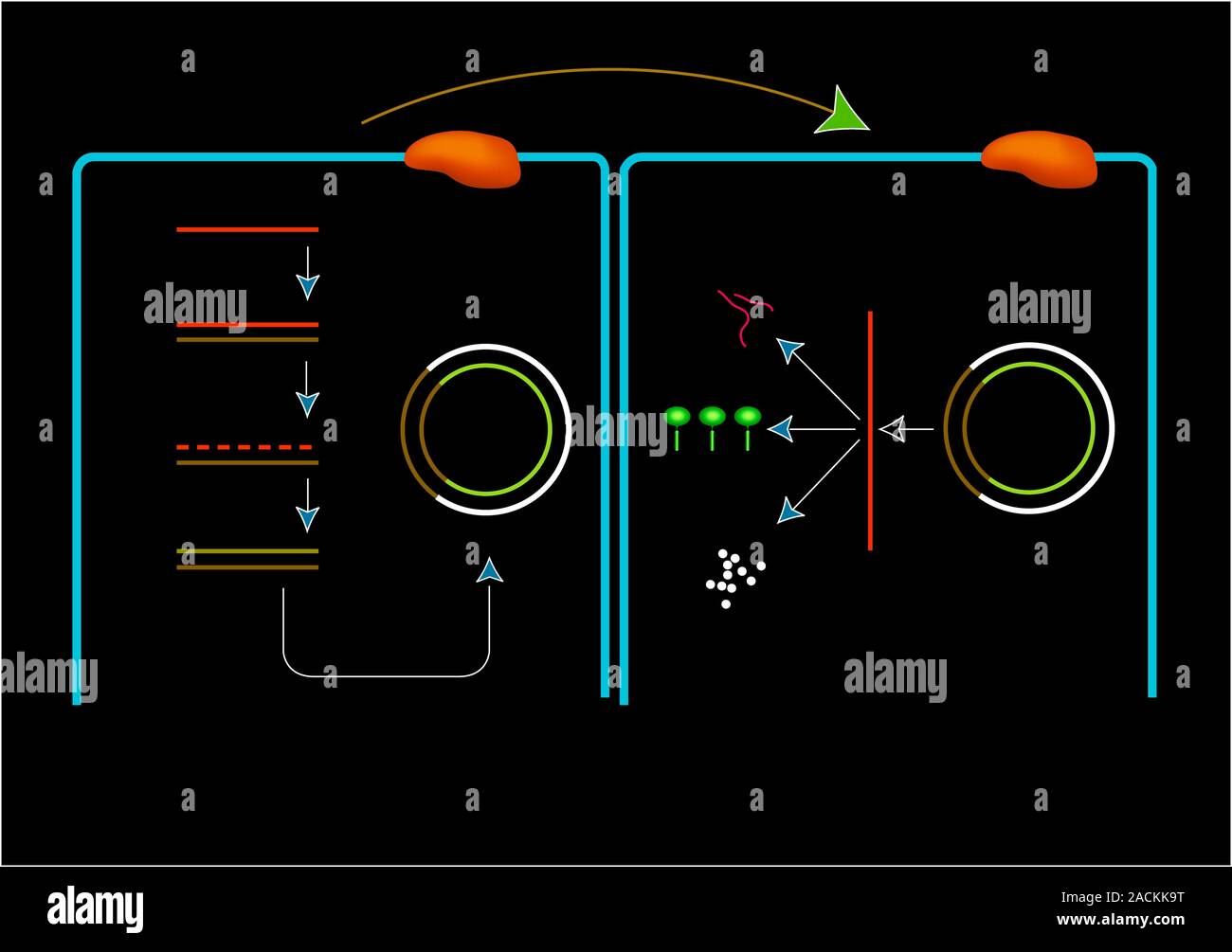 Retrovirus Genome Replication Computer Artwork Showing The Replication