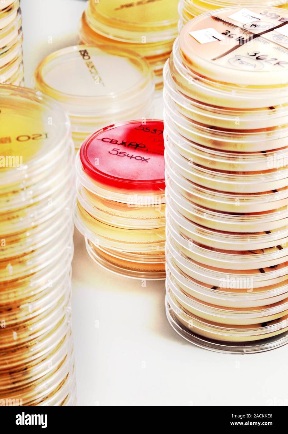 Stacked petri dishes containing agar on which to culture cells ...