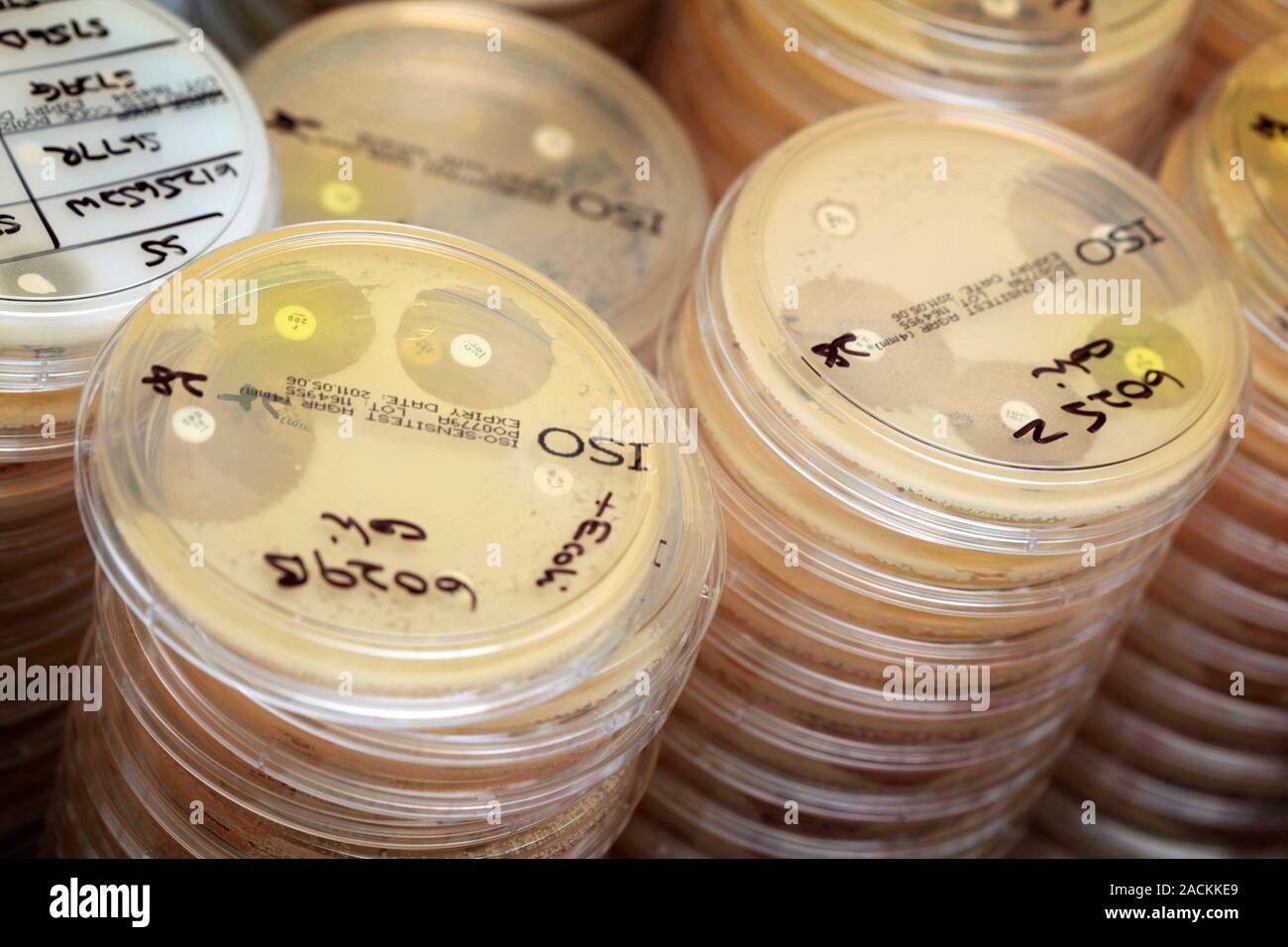 Stacked petri dishes containing agar on which Escherichia coli (E.coli ...