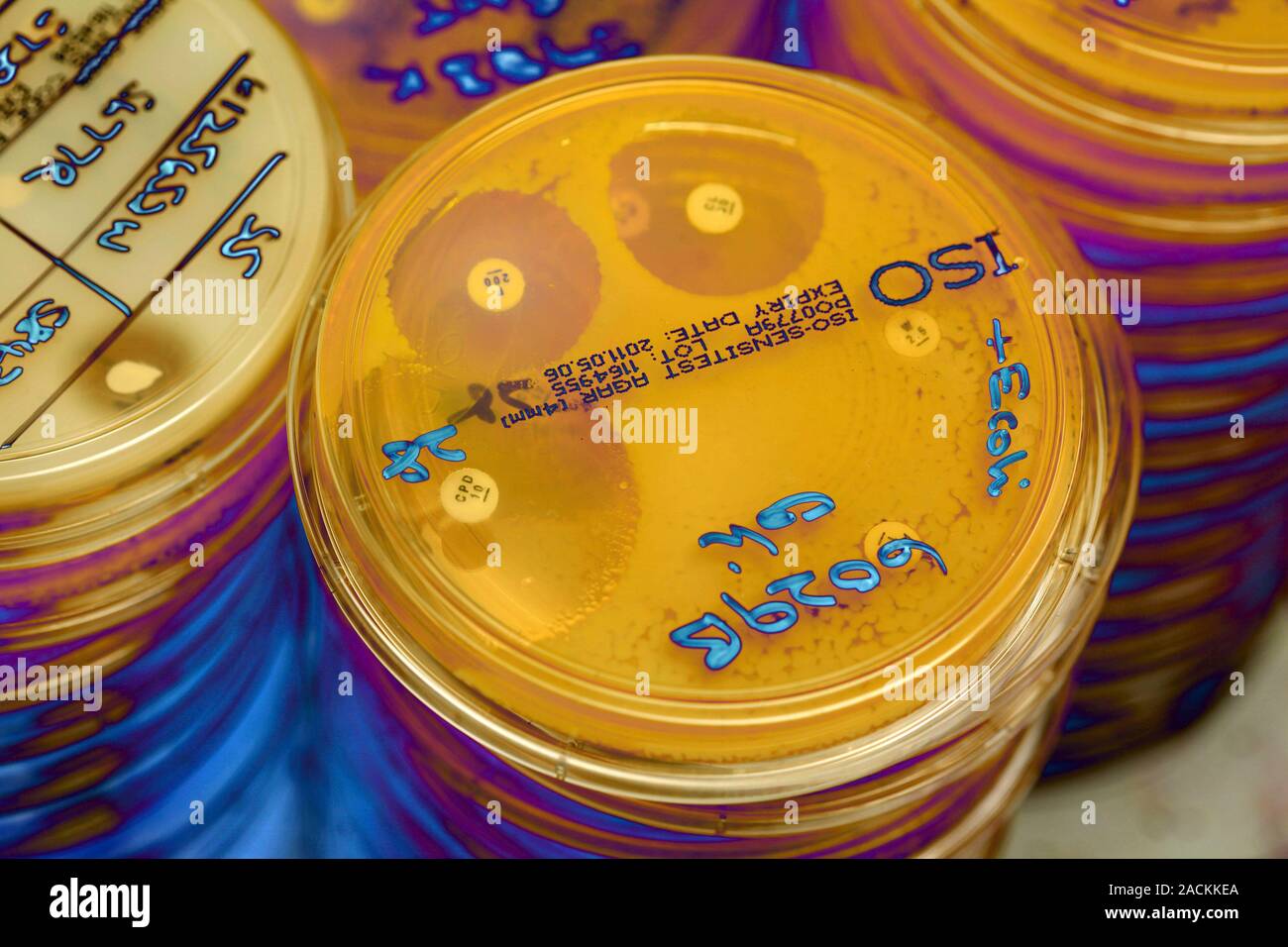 Stacked petri dishes containing agar on which Escherichia coli (E.coli ...