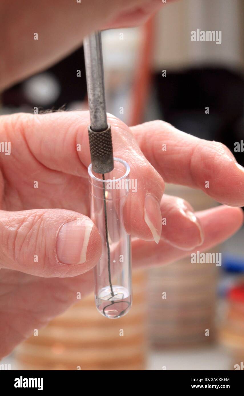 Sample of urine is taken for plating onto agar in a petri dish to test ...