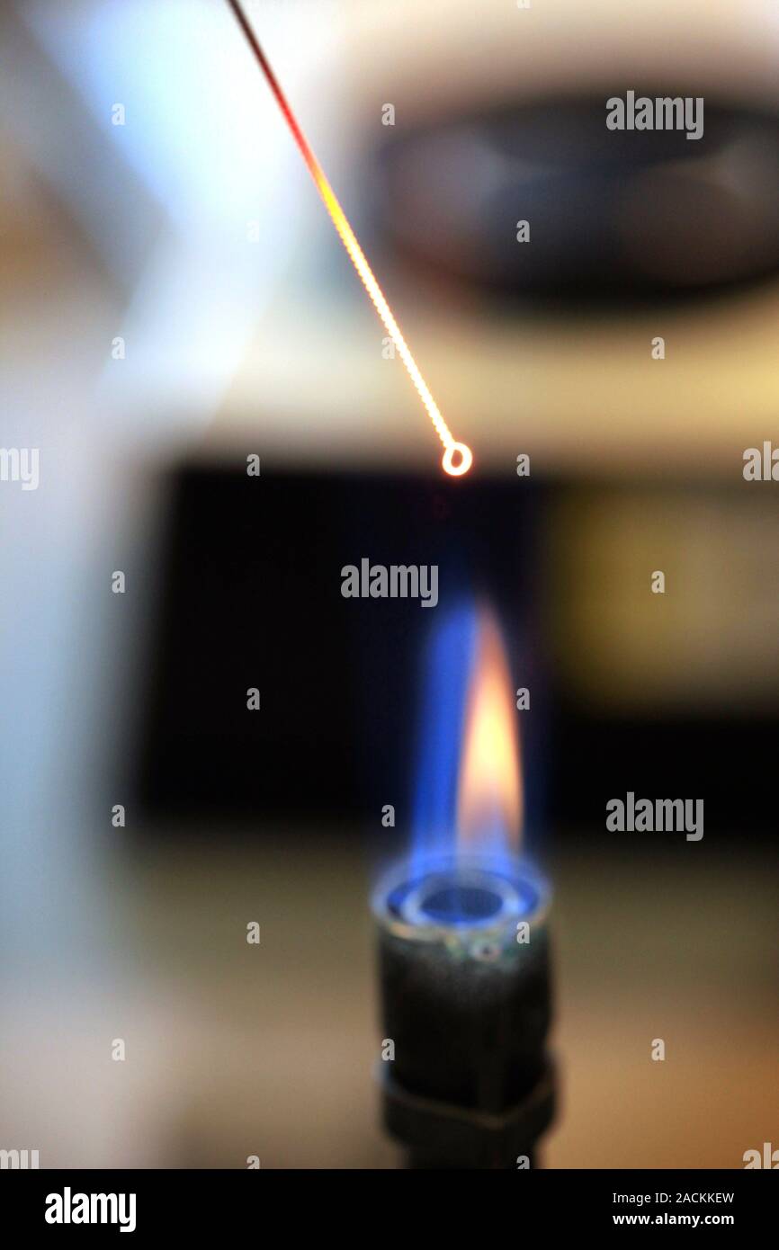 Glowing hot wire loop being sterilised with a bunsen burner before ...