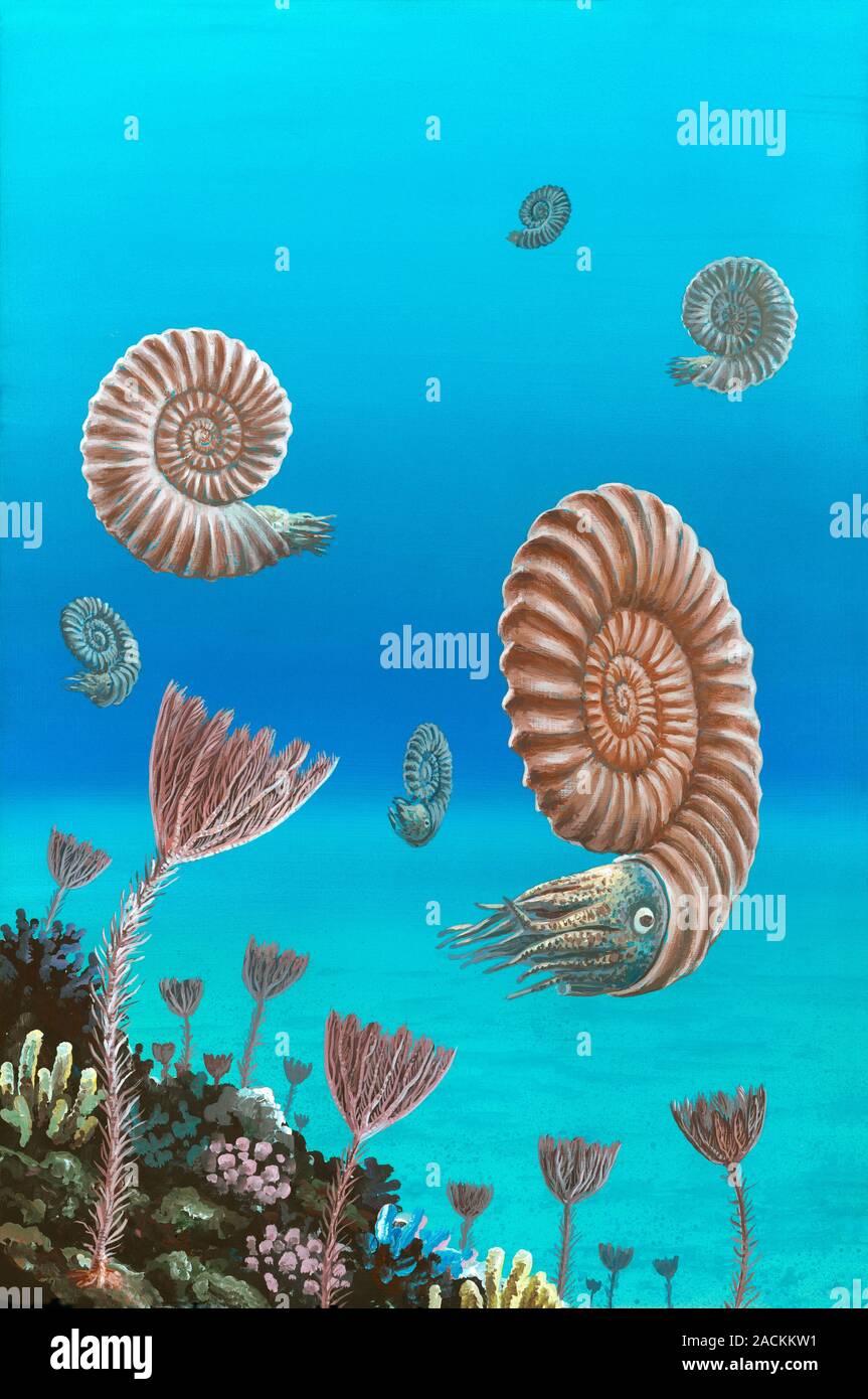 Ammonites in a Jurassic sea. Artwork of Asteroceras ammonites swimming ...