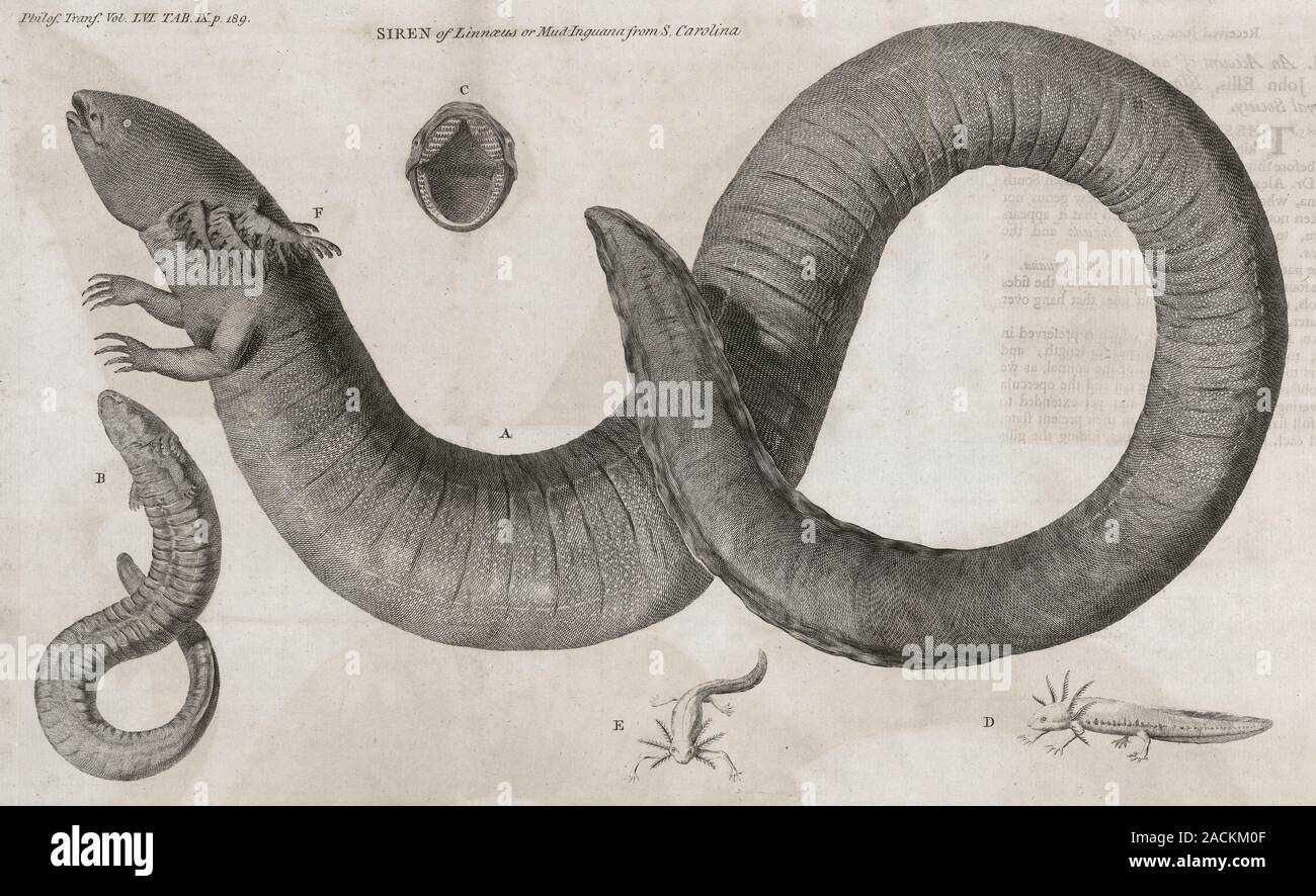 Greater siren. 18th-century journal page illustrating the biology of ...