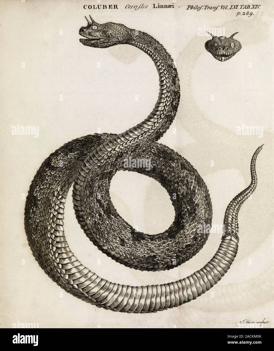 Horned viper. 18th-century journal page illustrating the anatomy of the ...