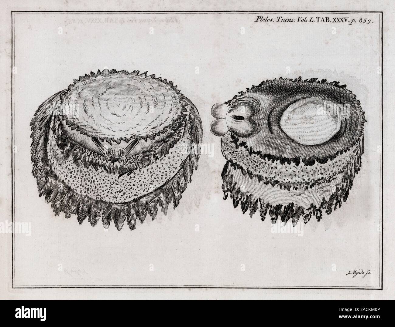 Limpet anatomy. 18th-century journal page showing two aspects of the ...