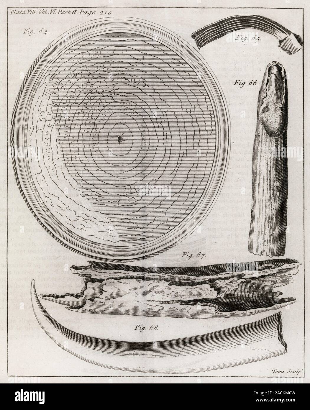 Elephant tooth anatomy. 18th-century journal page illustrating various ...