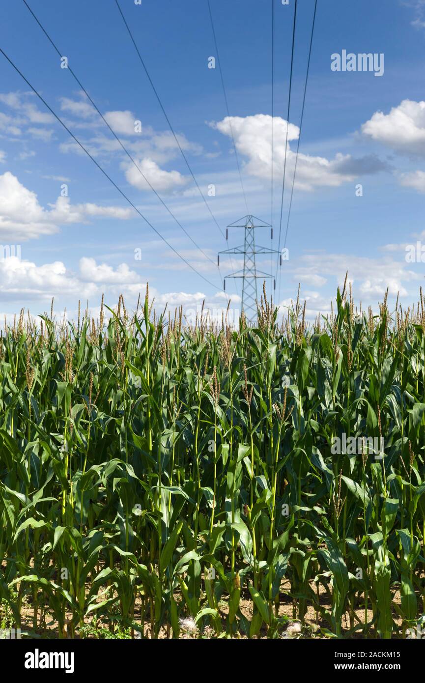 Crop of maize (Zea mays). Maize is an example of a crop that can act as ...