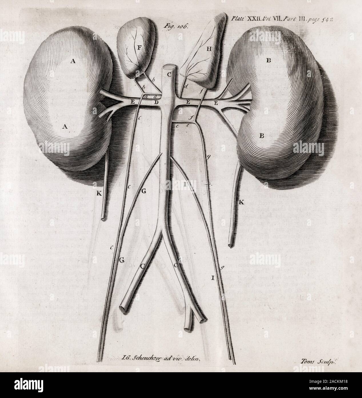 Kidney anatomy. 18th-century journal page illustrating the anatomy of a ...