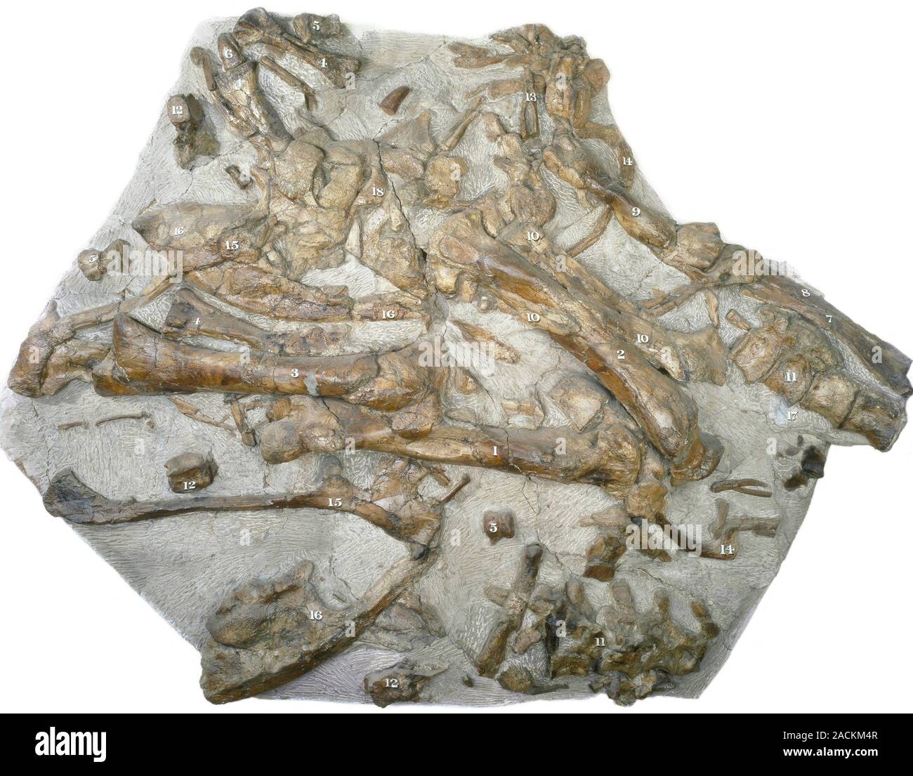 Maidstone Slab fossil. Slab of rock containing a jumble of Iguanodon ...