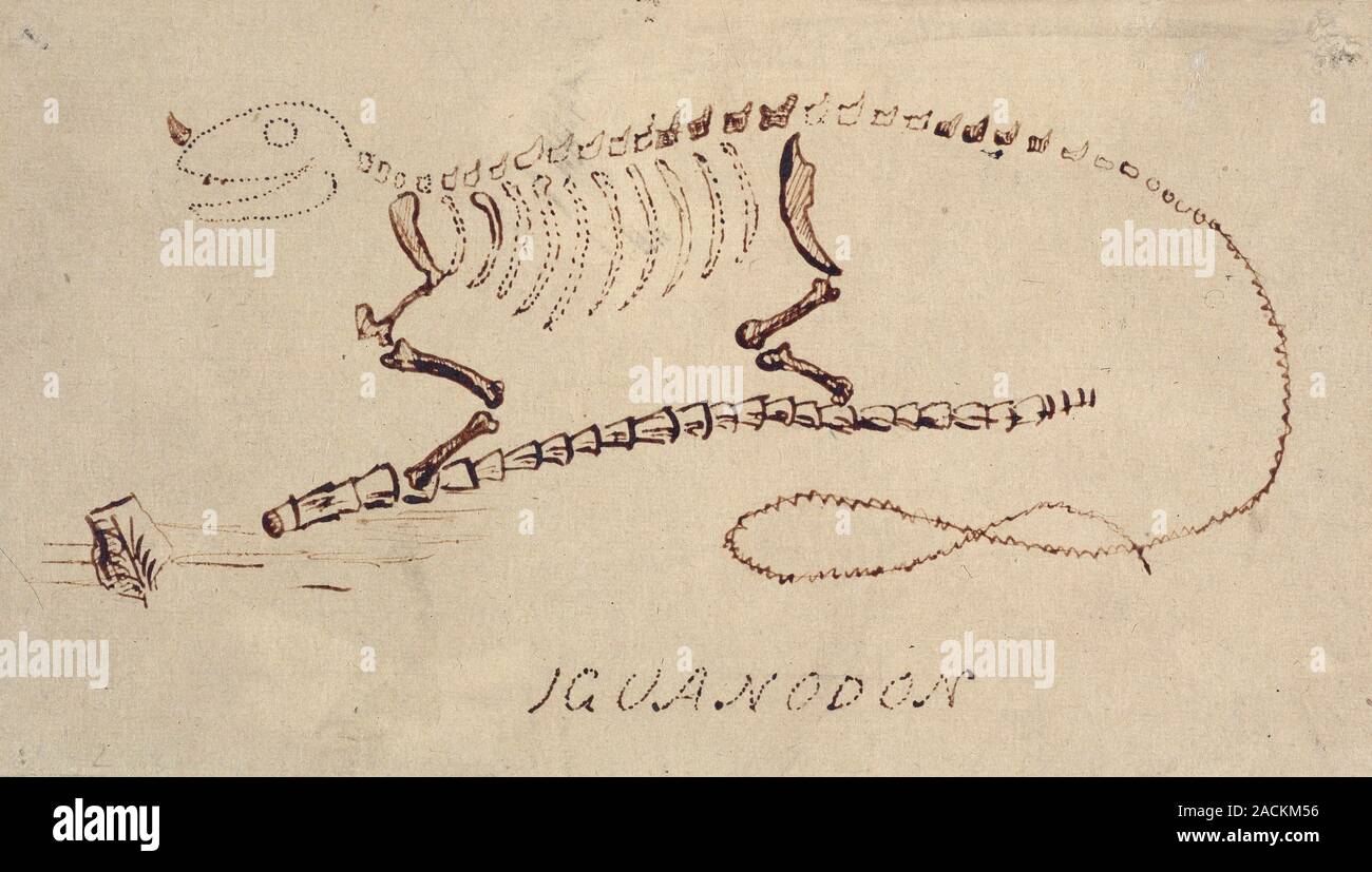 Iguanodon reconstruction. Drawing by the British palaeontologist Gideon ...