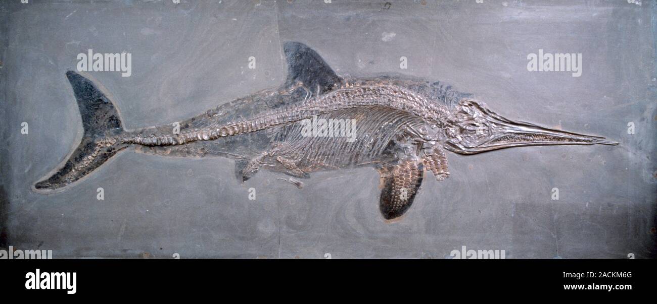 Ichthyosaurus fossil. Fossilised specimen of Ichthyosaurus acutirostris ...