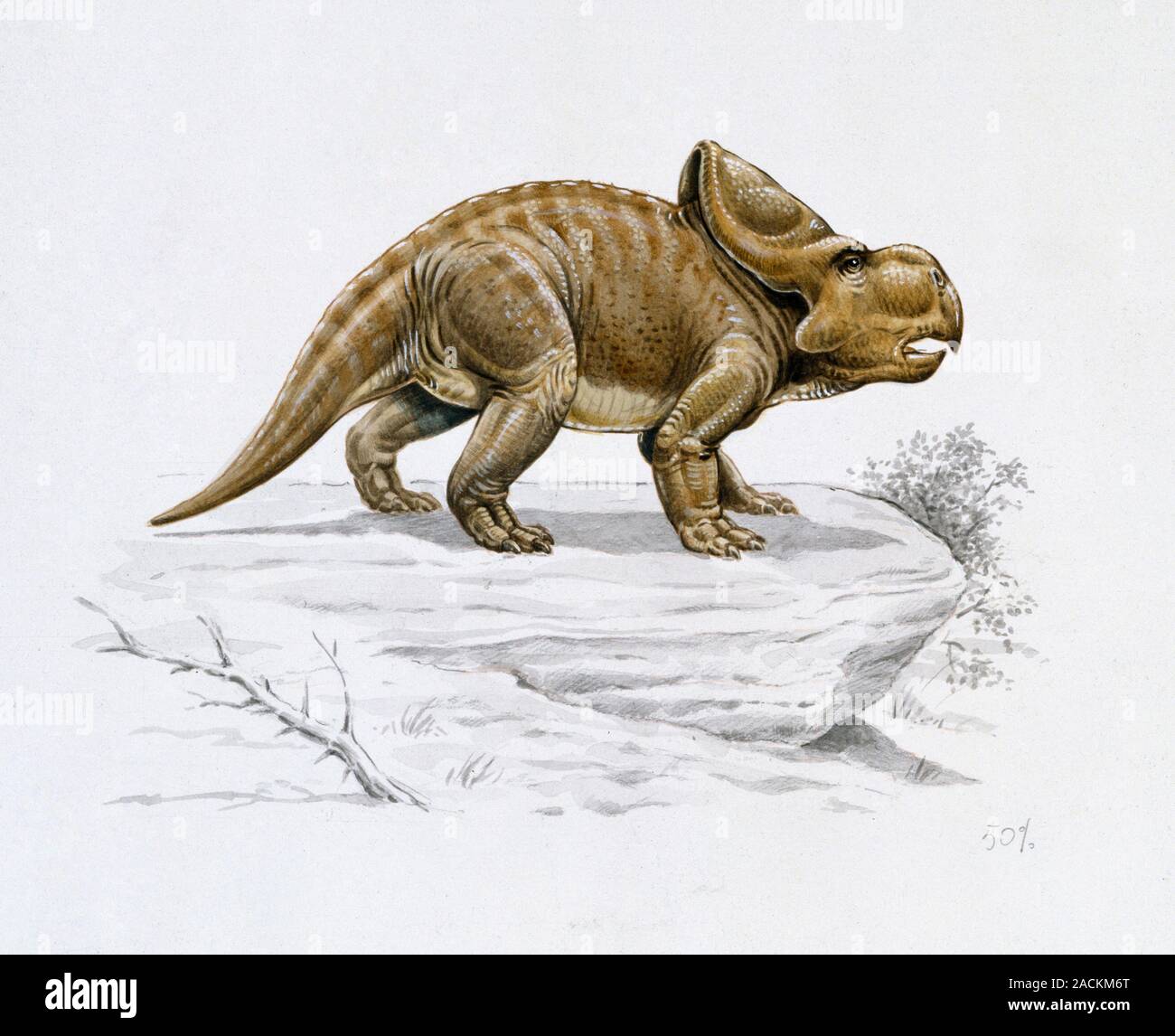 Protoceratops dinosaur, artwork. Protoceratops was a small dinosaur ...