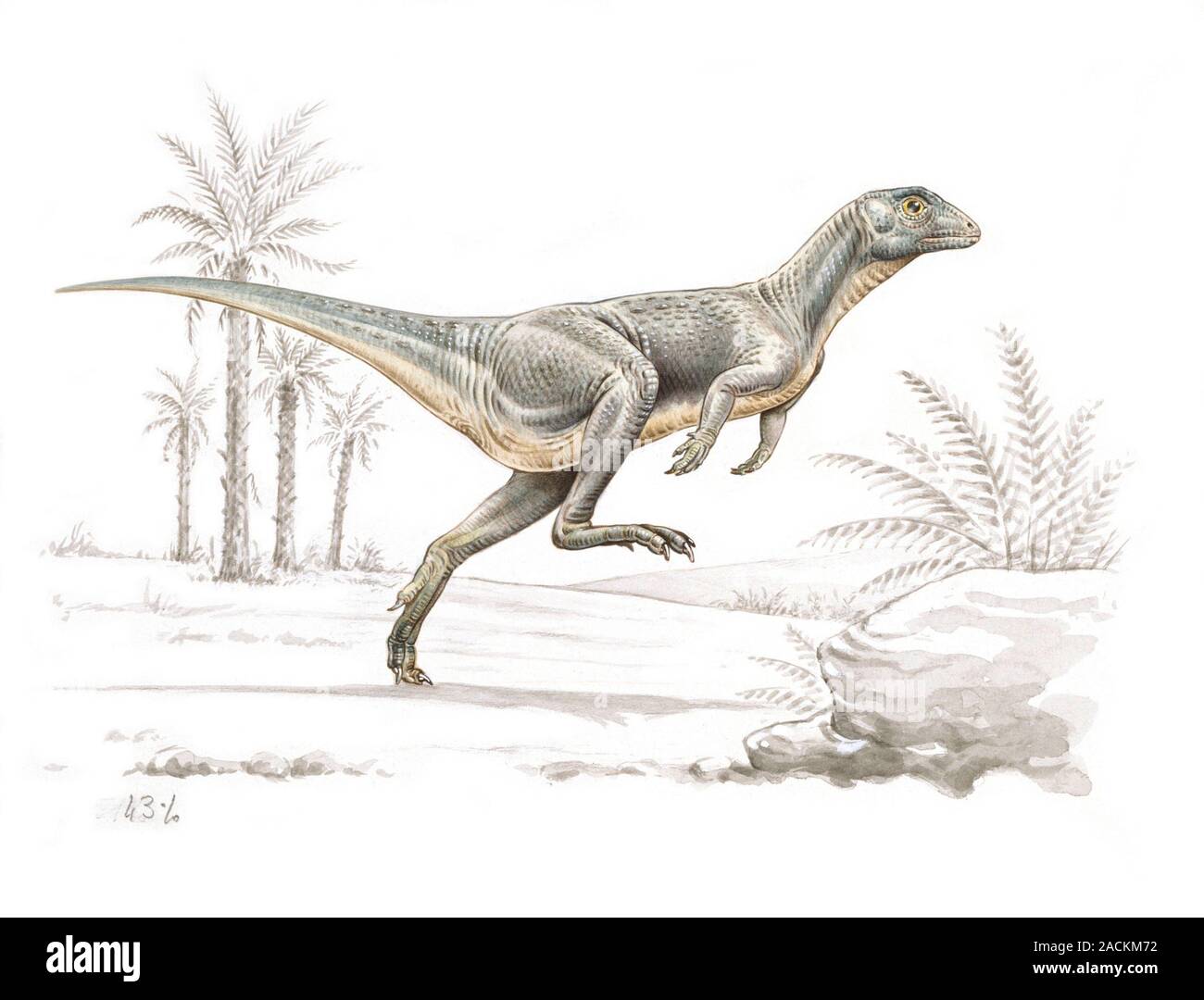 Heterodontosaurus dinosaur, artwork. This dinosaur's name means ...