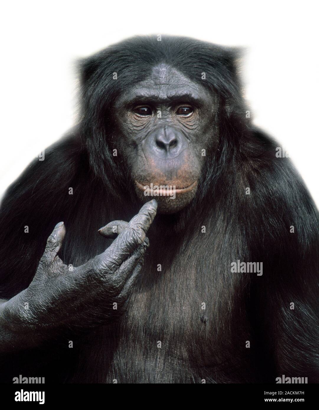 Pygmy chimpanzee (Pan paniscus Stock Photo - Alamy