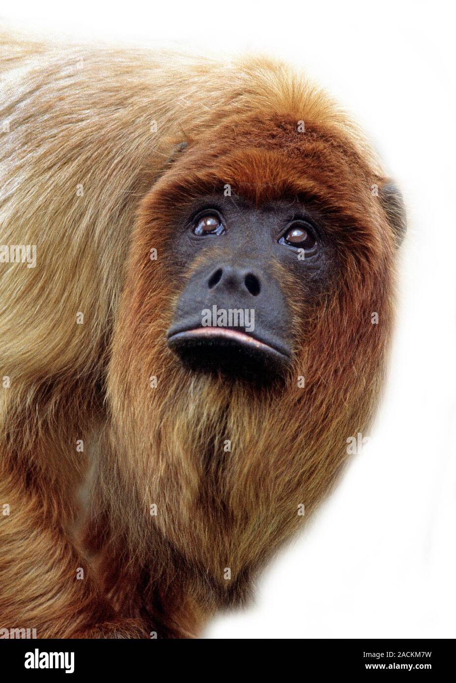 Red howler monkey (Alouatta seniculus). This monkey is native to the ...