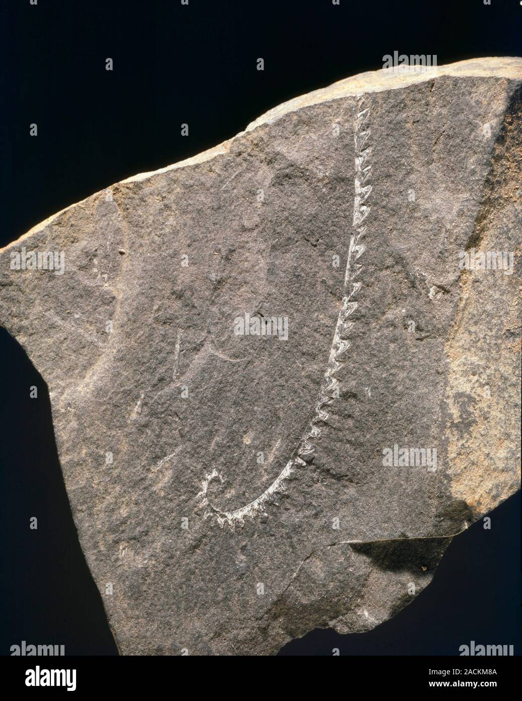 Fossil graptolites (Monograptus sp.). Graptolites were colonial animals ...